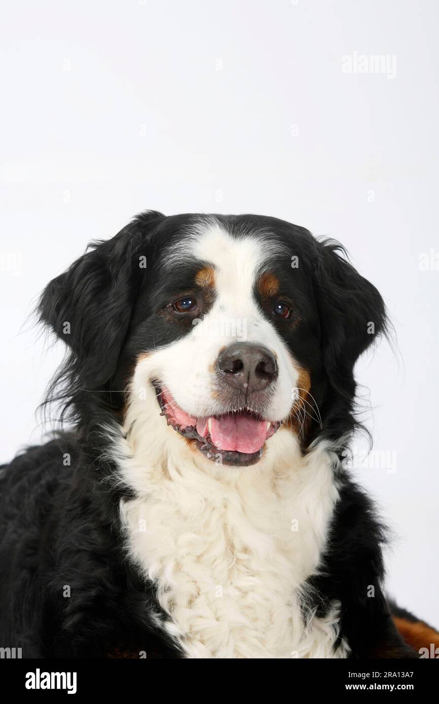 Bernese mountain dog portrait studio hi-res stock photography and ...