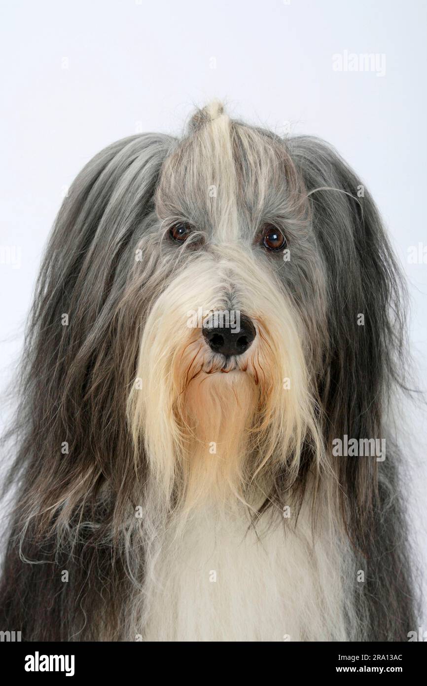 Bearded collie face hi-res stock photography and images - Alamy