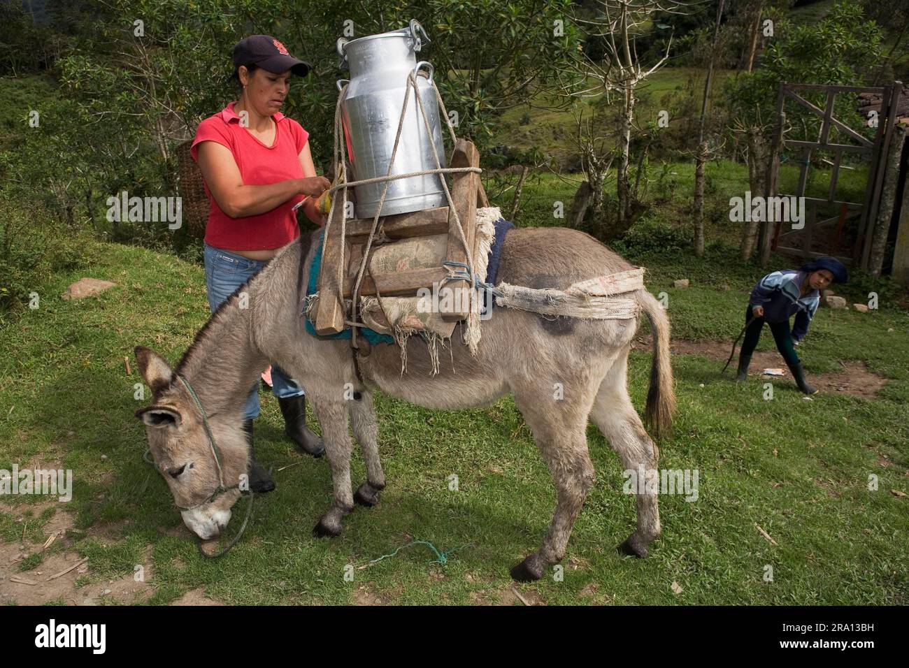 Woman fastening milk can on donkey, Irubi, Imbabura province, Ecuador ...