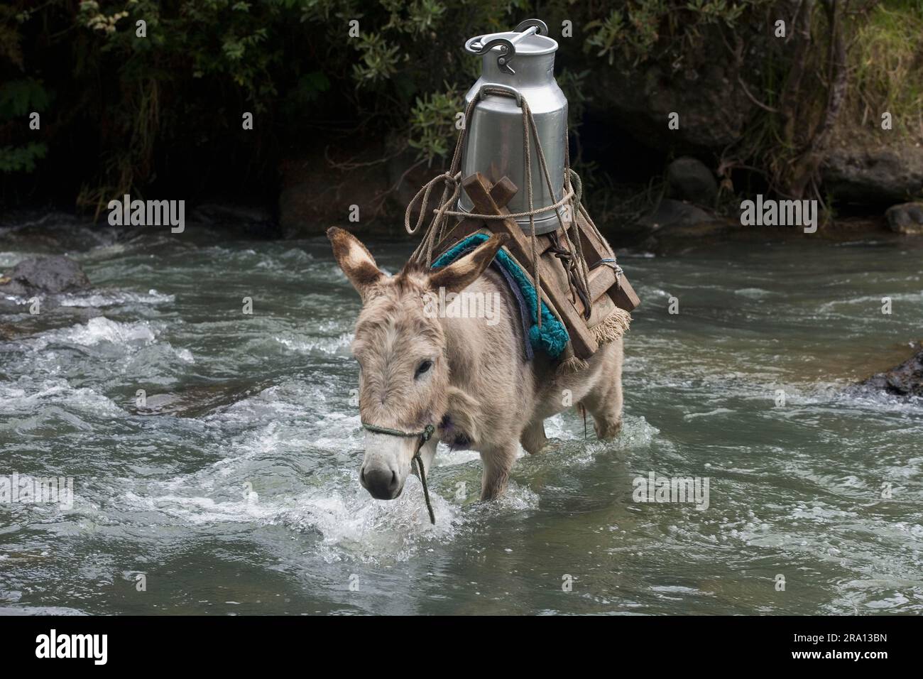 Domestic donkey crossing river, transporting milk can, Irubi, Imbabura ...