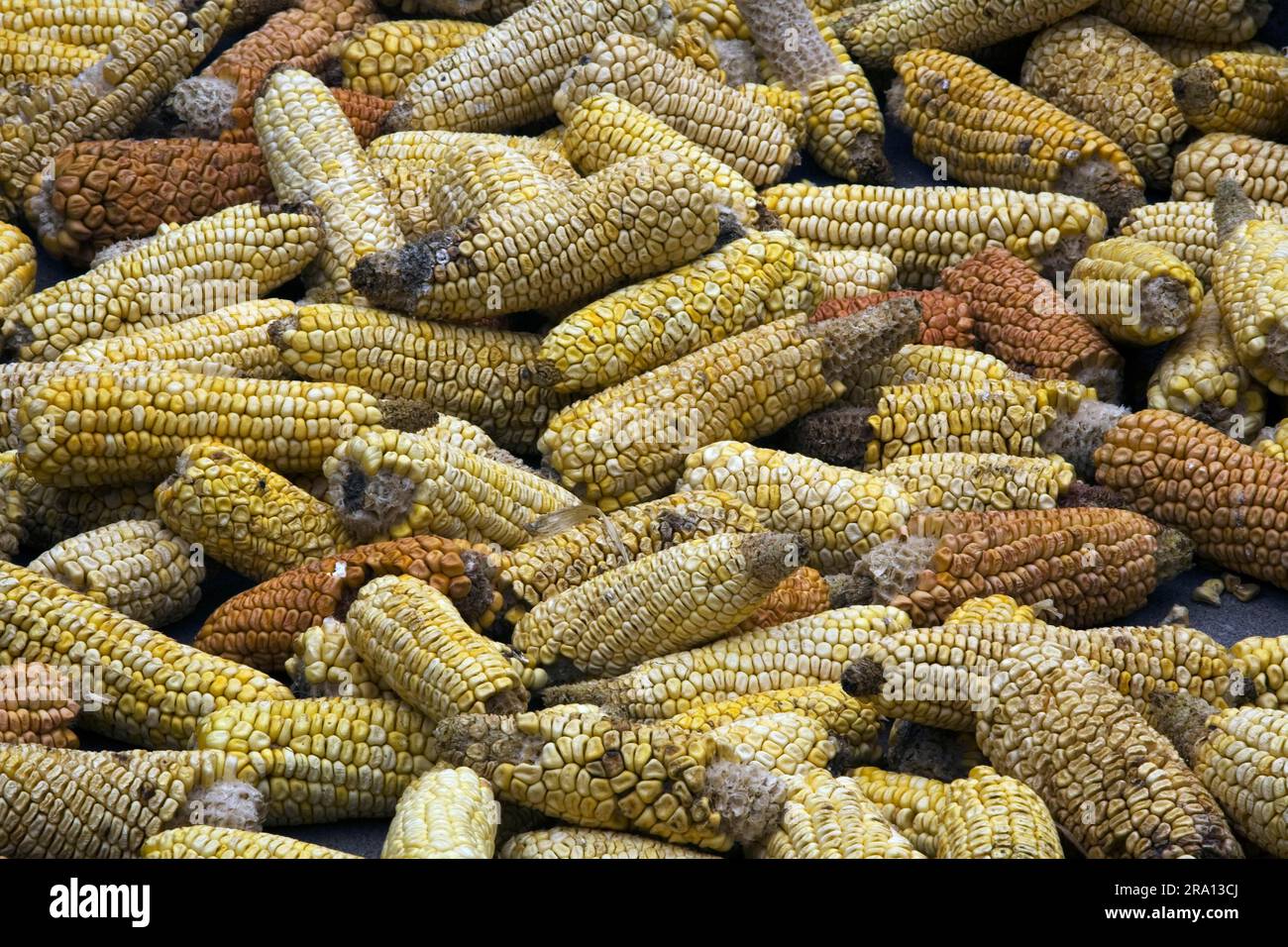 Corn (Zea mays) on the corn cob, market, Otavalo, Imbabura province ...