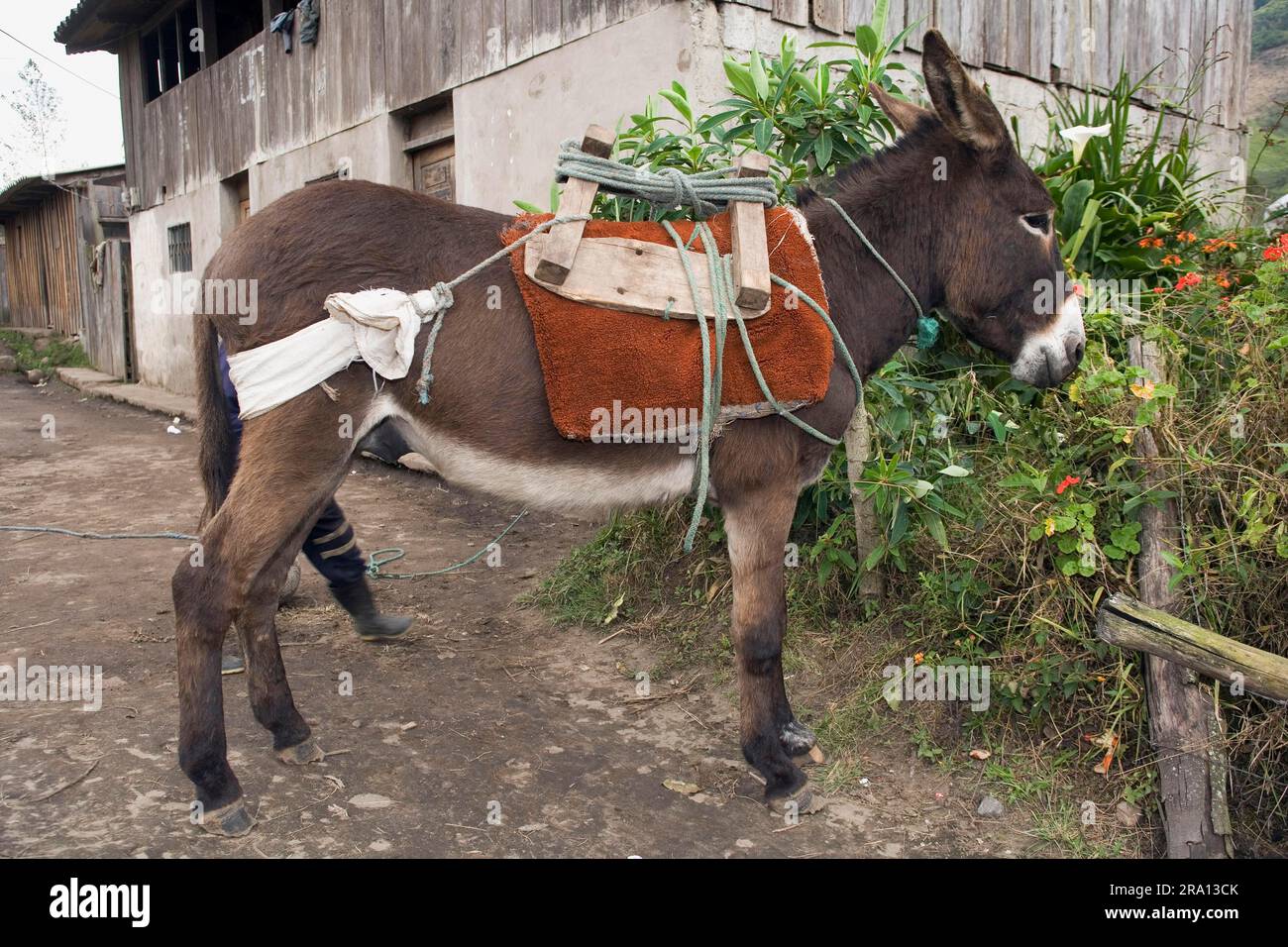 Domestic donkey, preparation for ploughing, Casarpamba, Imbabura ...