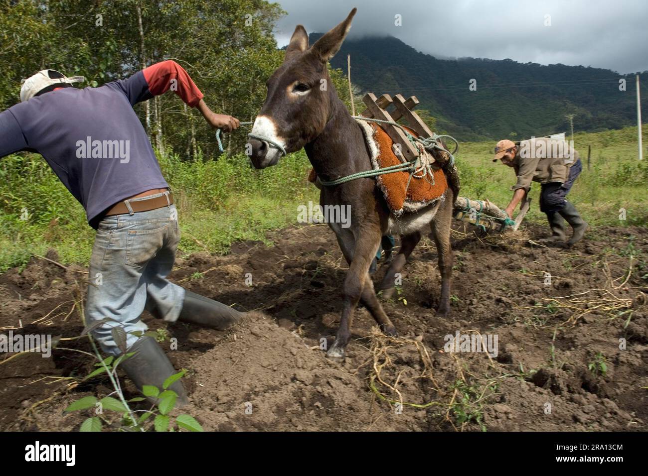 Farmers ploughing with a donkey, Casarpamba, Imbabura province, Ecuador ...