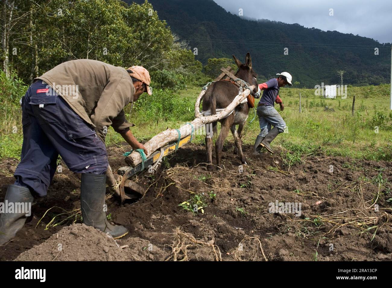 Farmers ploughing with a donkey, Casarpamba, Imbabura province, Ecuador ...