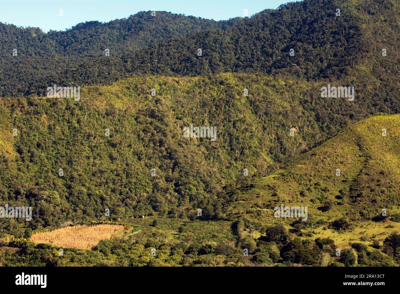 Cloud forest, Irubi, Imbabura province, Ecuador Stock Photo - Alamy
