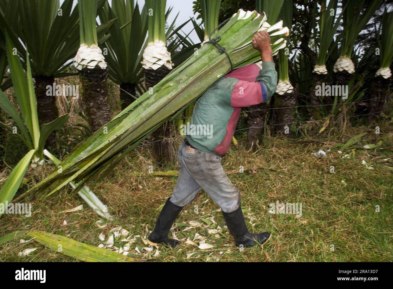 Man carrying sisal (Agave sisalana) leaves, sisal harvest, sisal fibre ...
