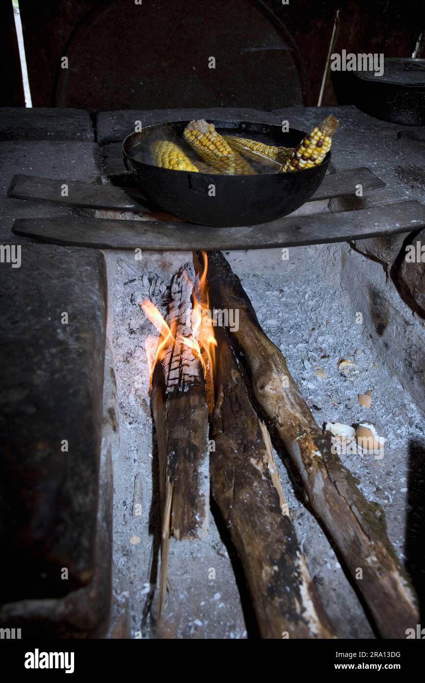 Cooking corn (Zea mays) on the corn cob at a fireplace, Casarpamba ...