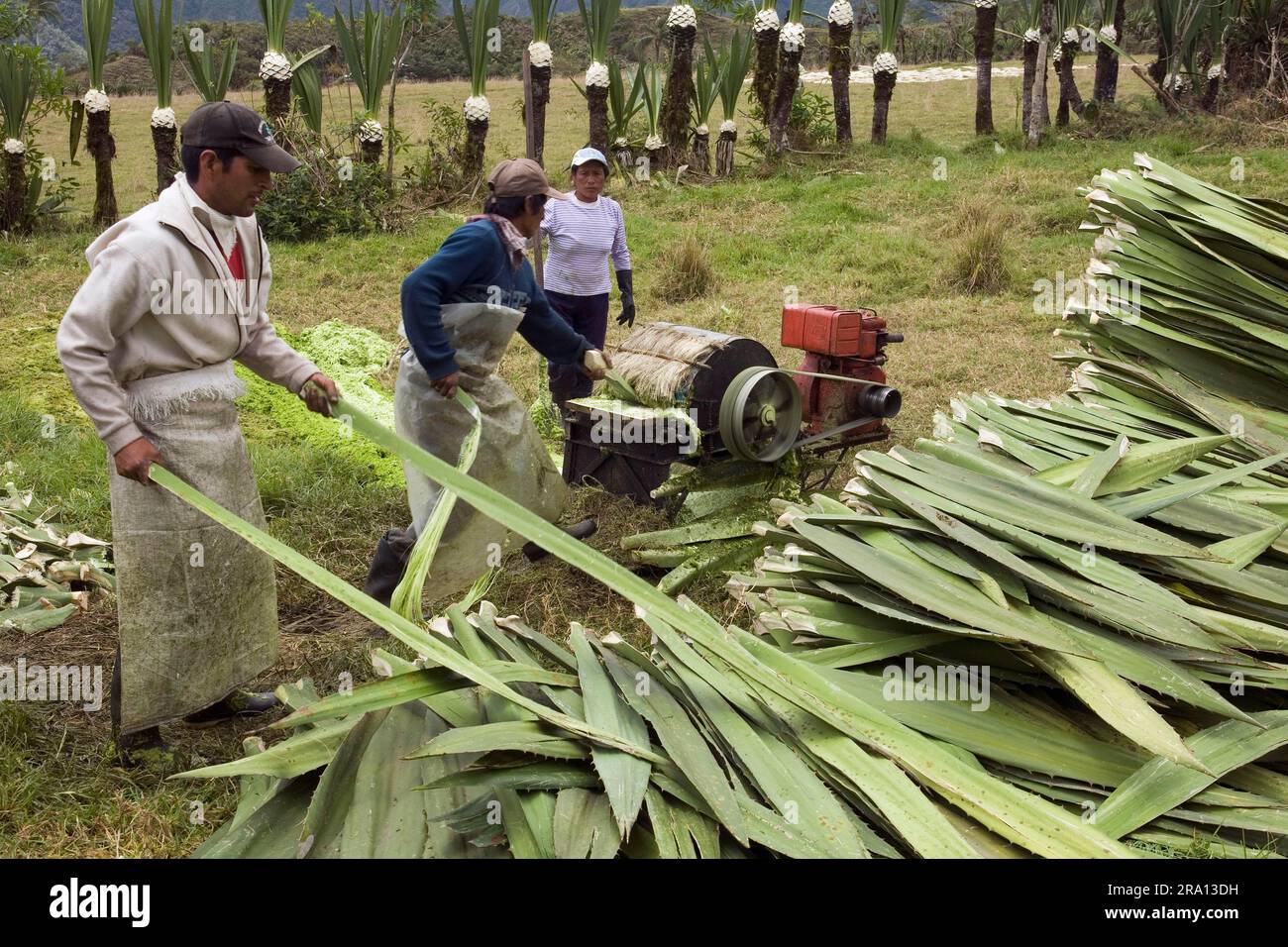 Man at fibre decortication of Sisal (Agave sisalana) leaves, production ...