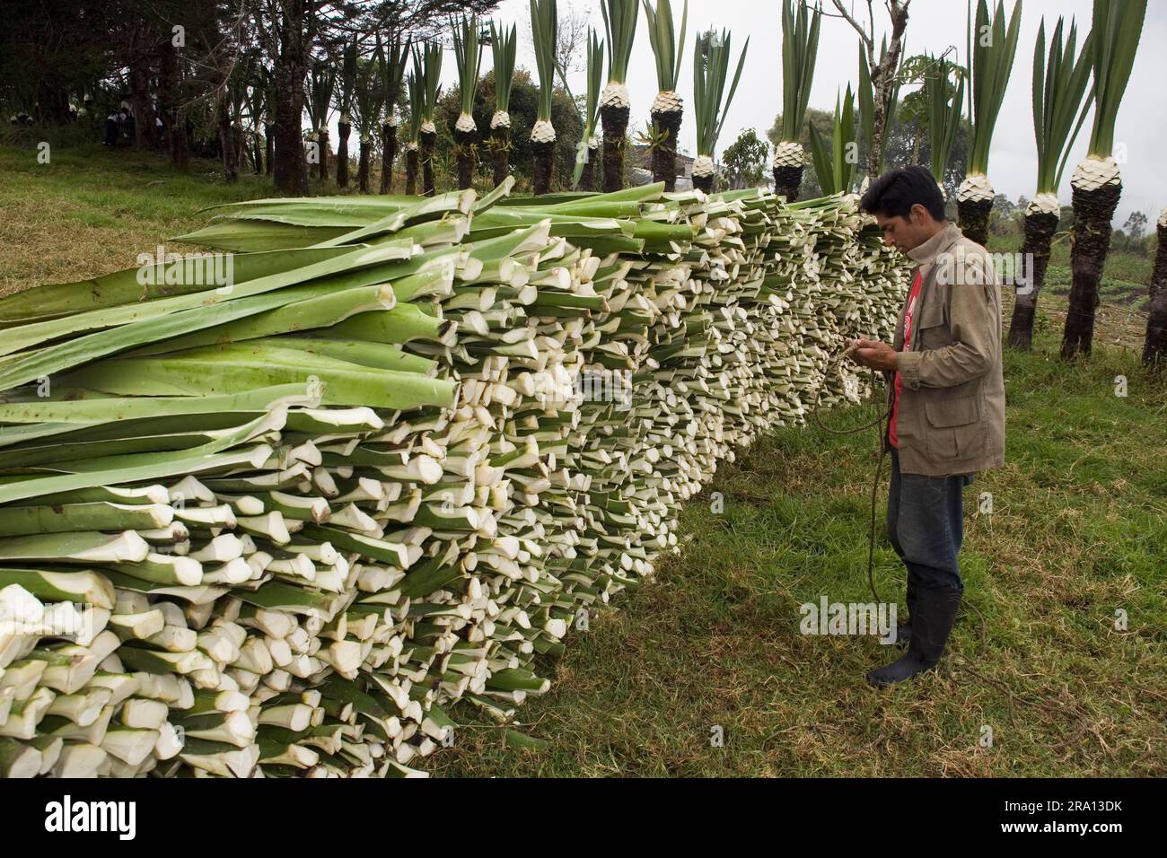Man counting Sisal (Agave sisalana) leaves, sisal harvest, prdoction of ...