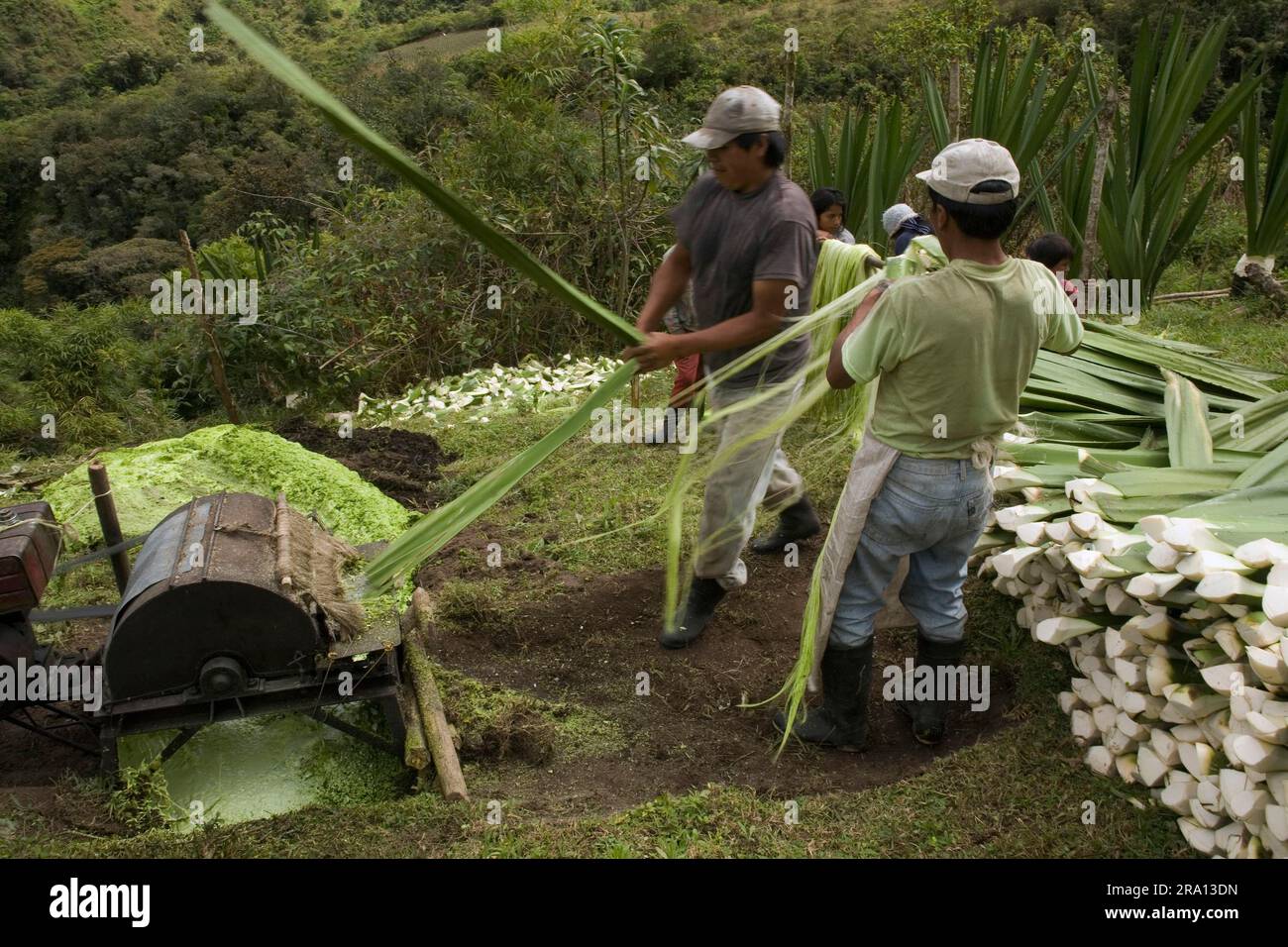 Man at fibre decortication of Sisal (Agave sisalana) leaves, production ...