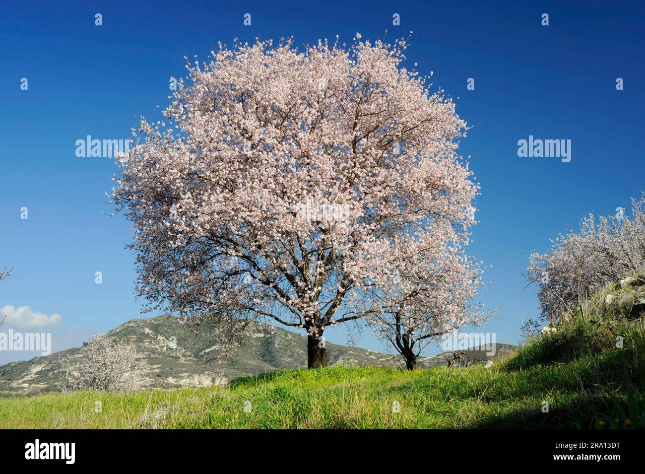 Almond tree greece hi-res stock photography and images - Alamy