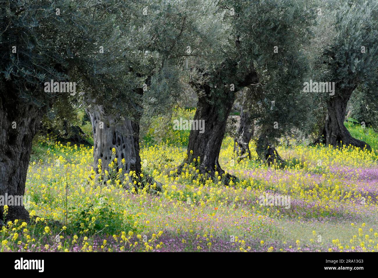 Olive trees, Cyprus (Olea europea Stock Photo - Alamy