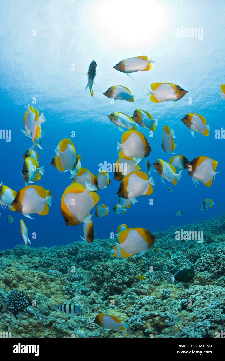 Yellow pyramid butterflyfish (Hemitaurichthys polylepis), Molokini ...