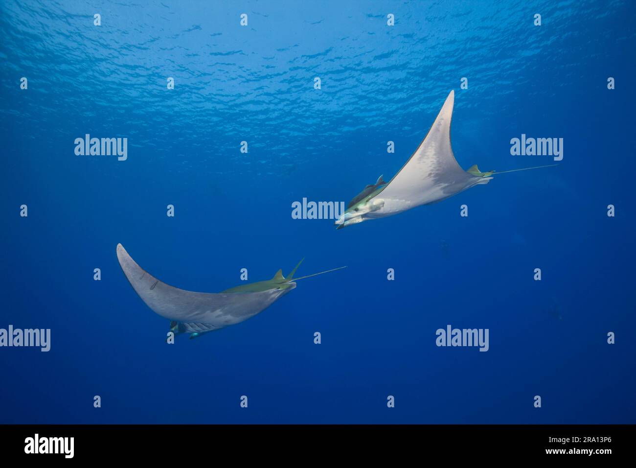 Sickle fish hi-res stock photography and images - Alamy