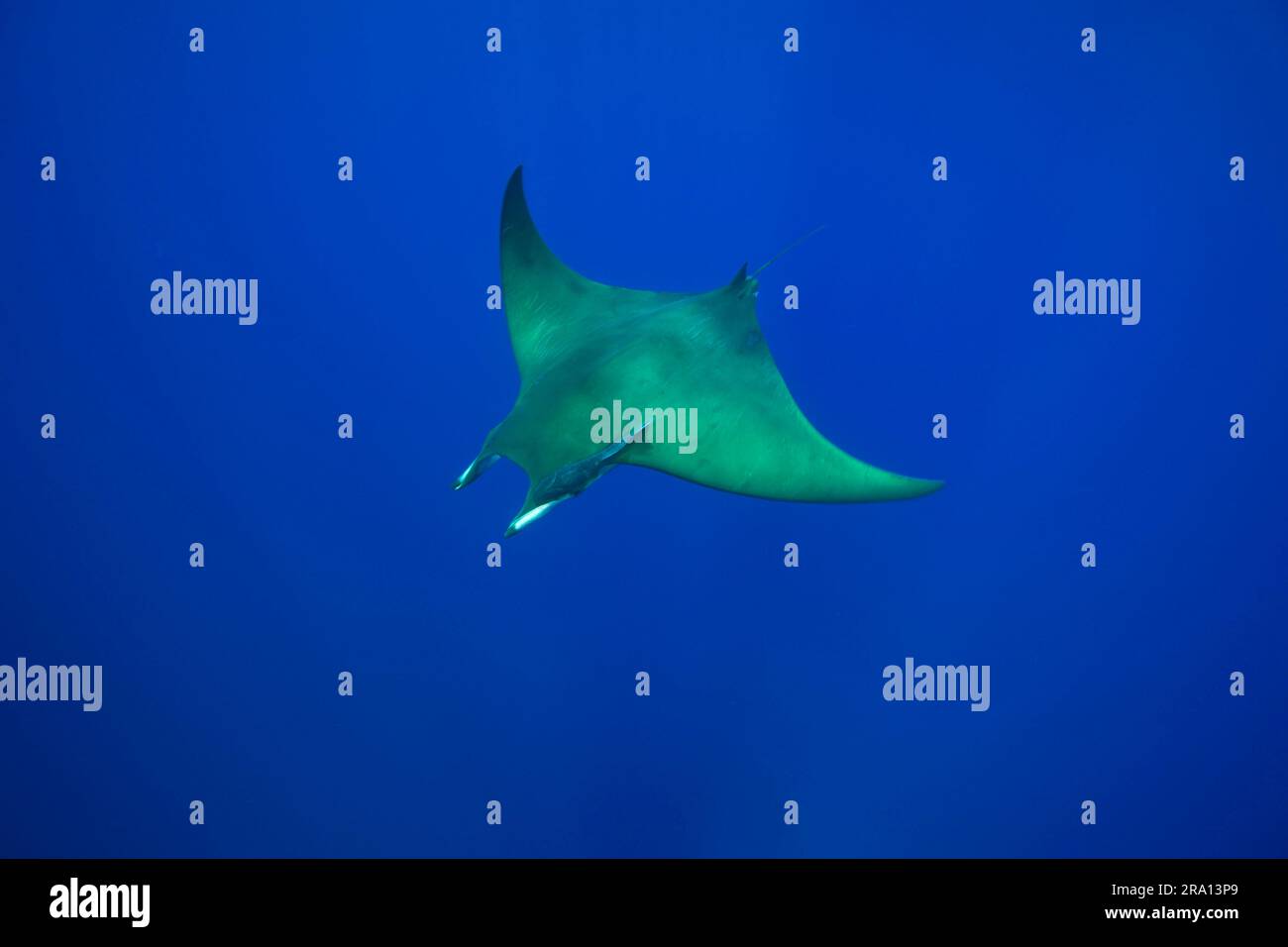 Sickle fish hi-res stock photography and images - Alamy