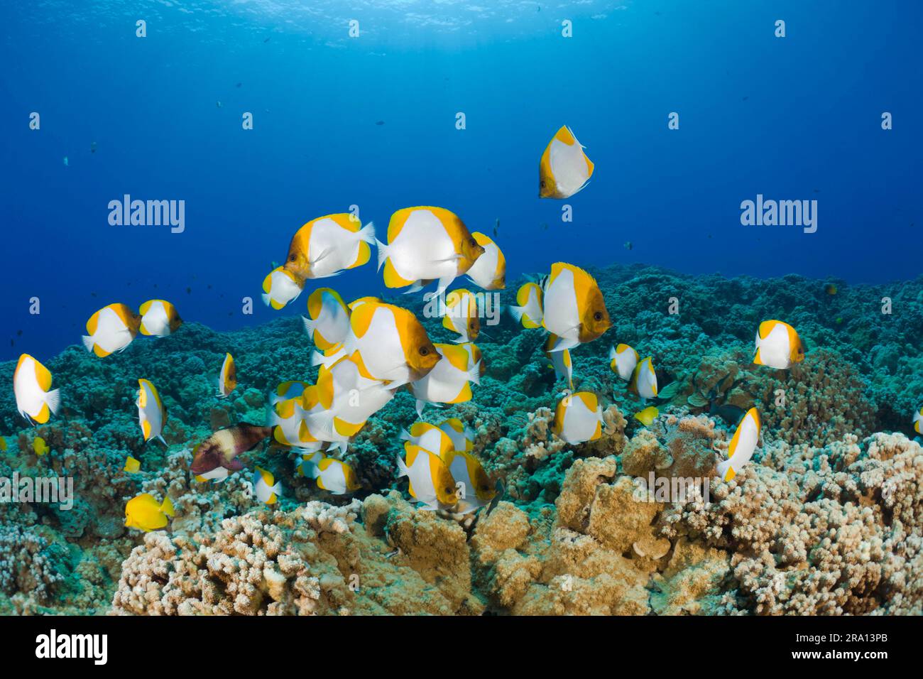 Yellow pyramid butterflyfish (Hemitaurichthys polylepis), Molokini ...