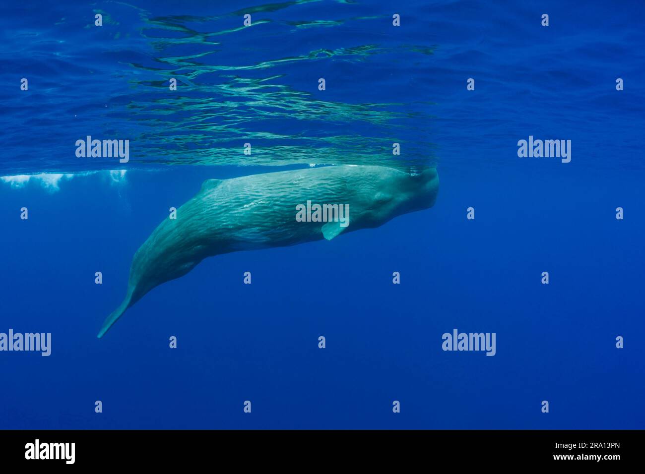 Sperm whale, Azores (Physeter macrocephalus catodon), Portugal Stock ...
