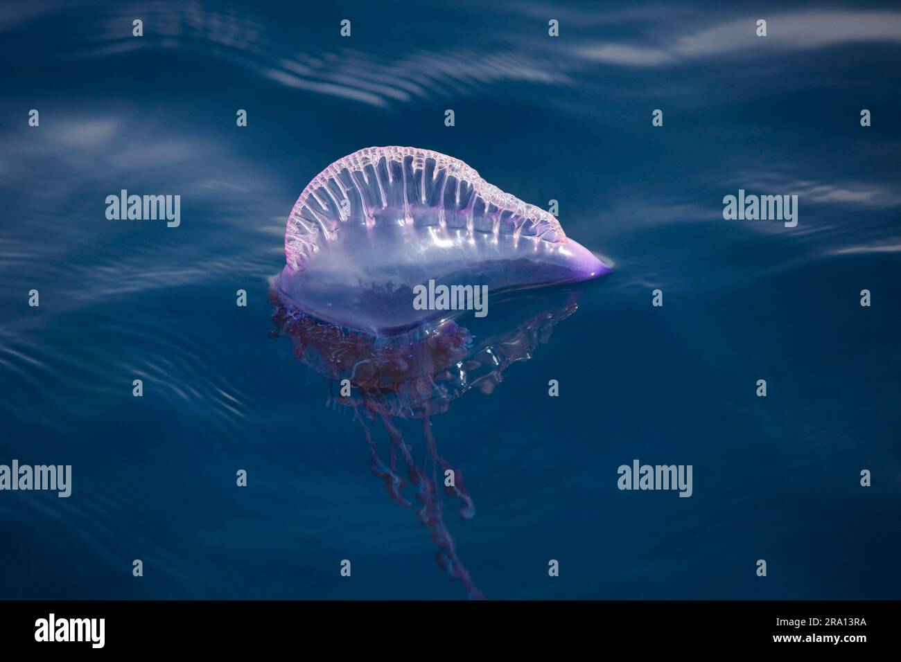 Portuguese man o war physalia physalia hi-res stock photography and ...