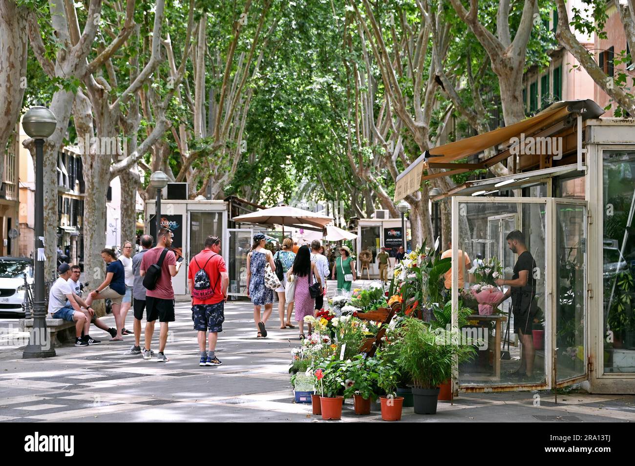 Rambla de palma hi-res stock photography and images - Alamy