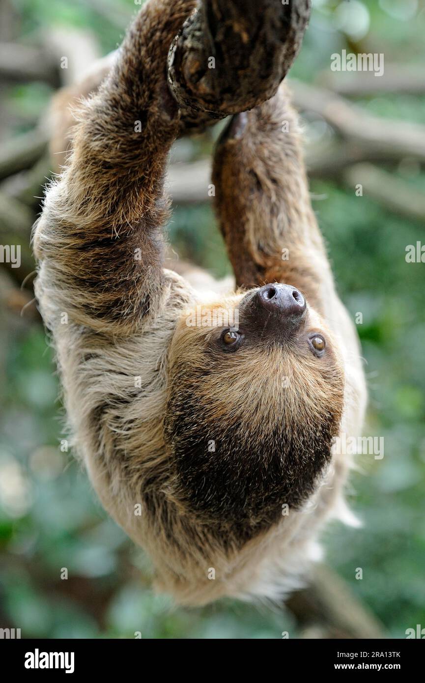 Two-toed Sloth (Choloepus didactylus Stock Photo - Alamy