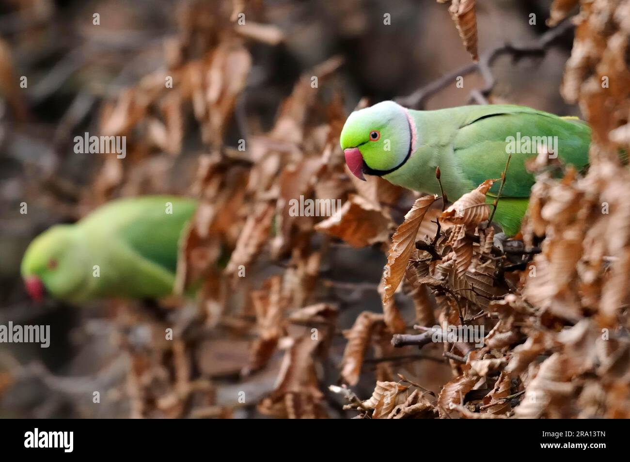 Collared Parakeet (Psittacula krameri), Small Alexandrine Parakeet ...