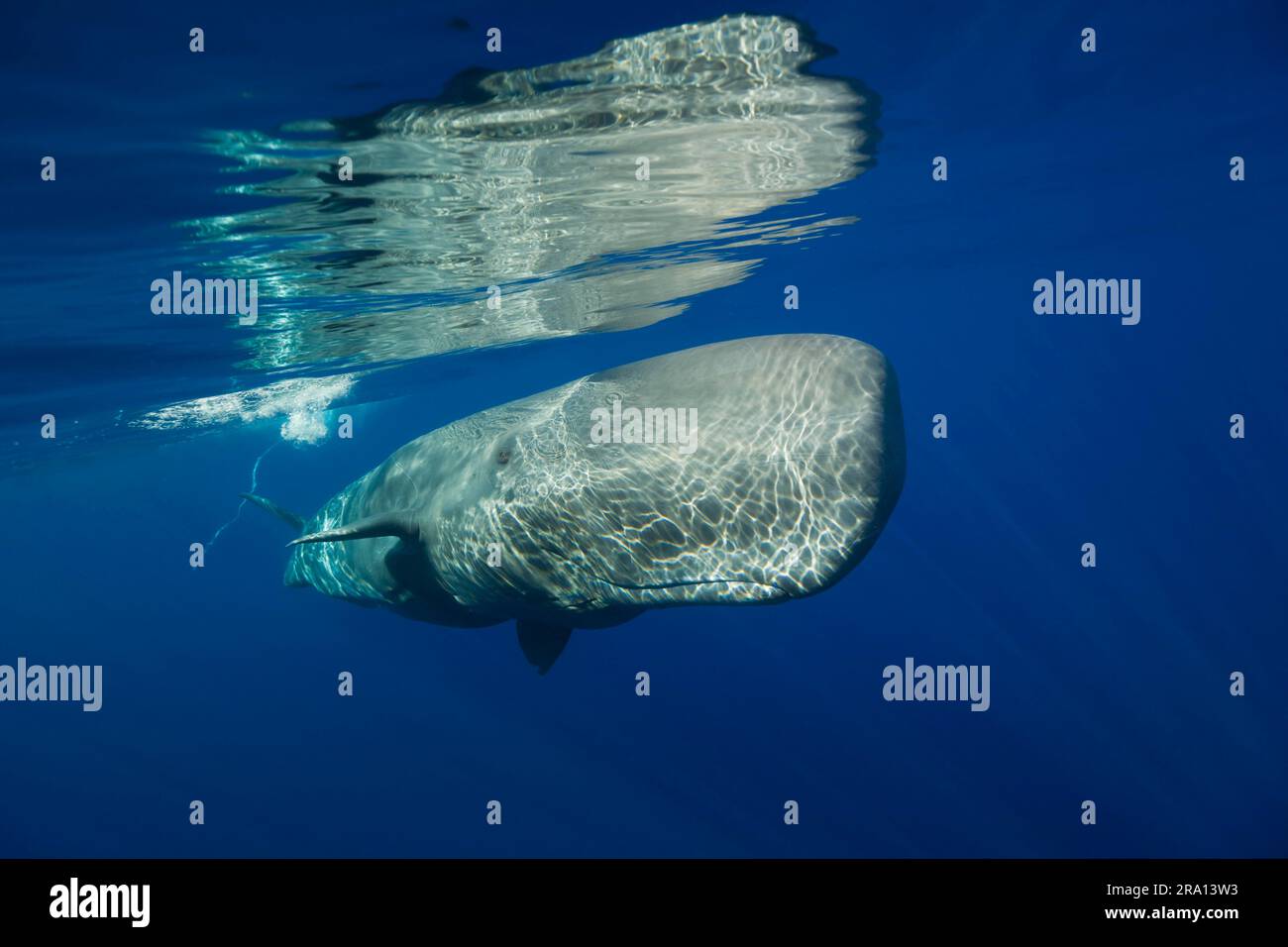 Sperm whale, female, Azores (Physeter macrocephalus catodon), lateral, Portugal Stock Photo - Alamy