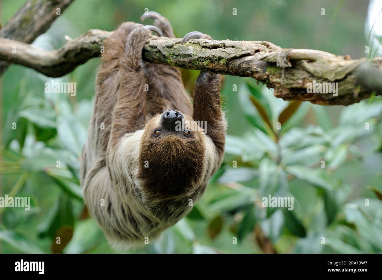Linnaeuss two toed sloth hi-res stock photography and images - Alamy