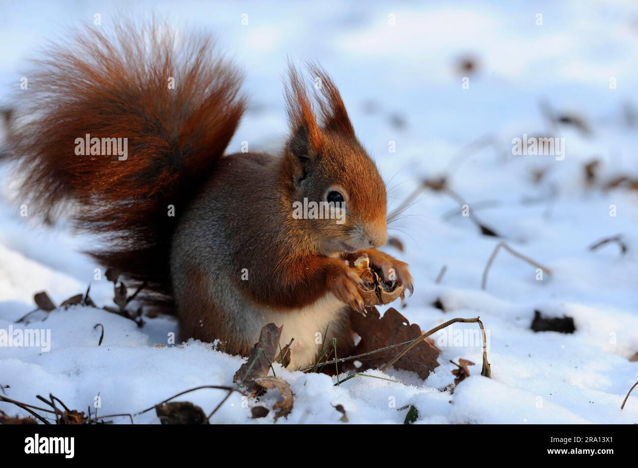 Squirrel (Sciurus vulgaris), Germany Stock Photo - Alamy