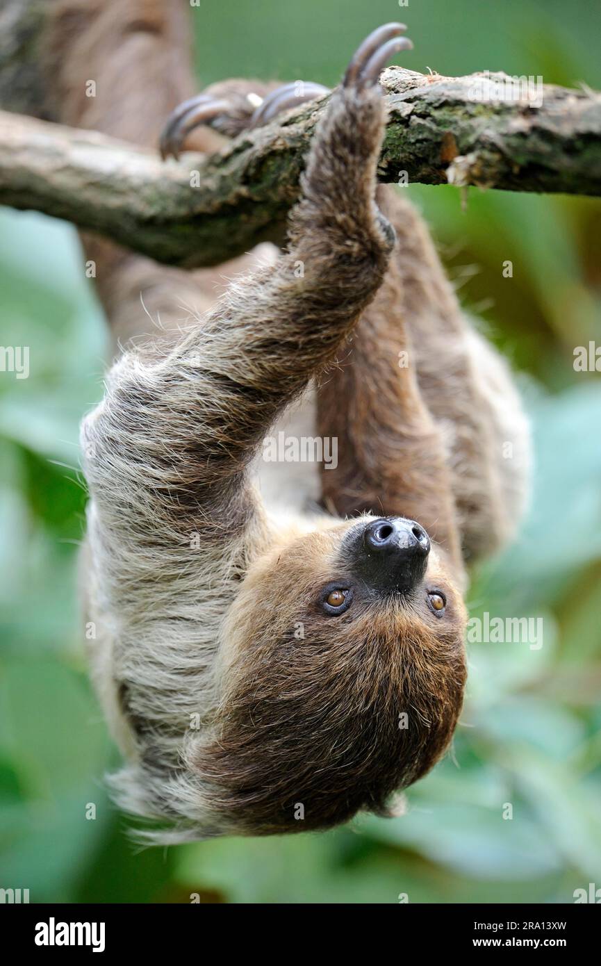 Two-toed Sloth (Choloepus didactylus Stock Photo - Alamy