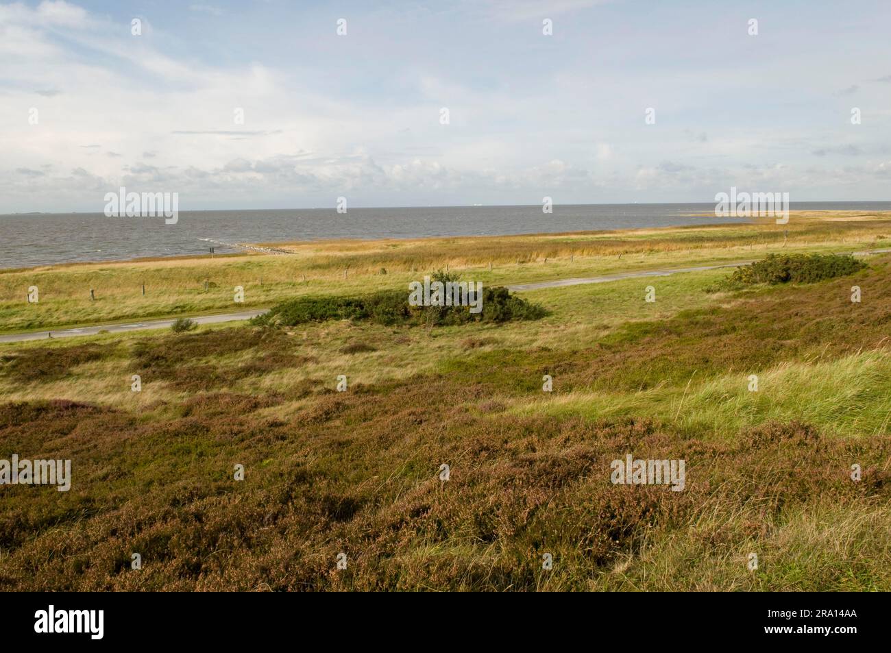 Salt marshes, Duhner Heide, Cuxhaven, Lower Saxony, Germany Stock Photo ...