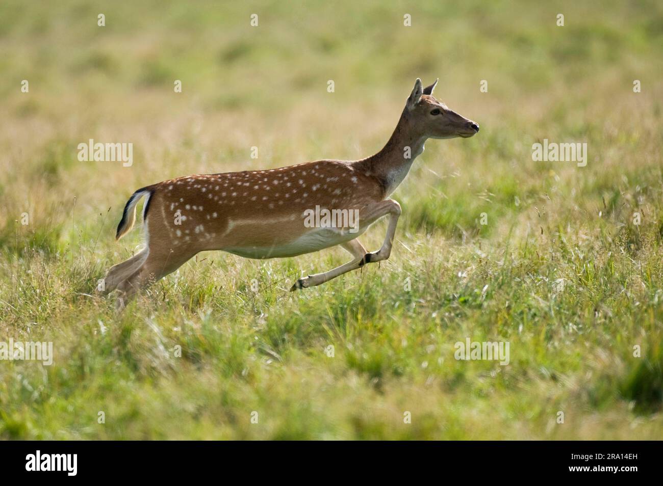 Fallow deer (Dama dama) female, lateral Stock Photo - Alamy