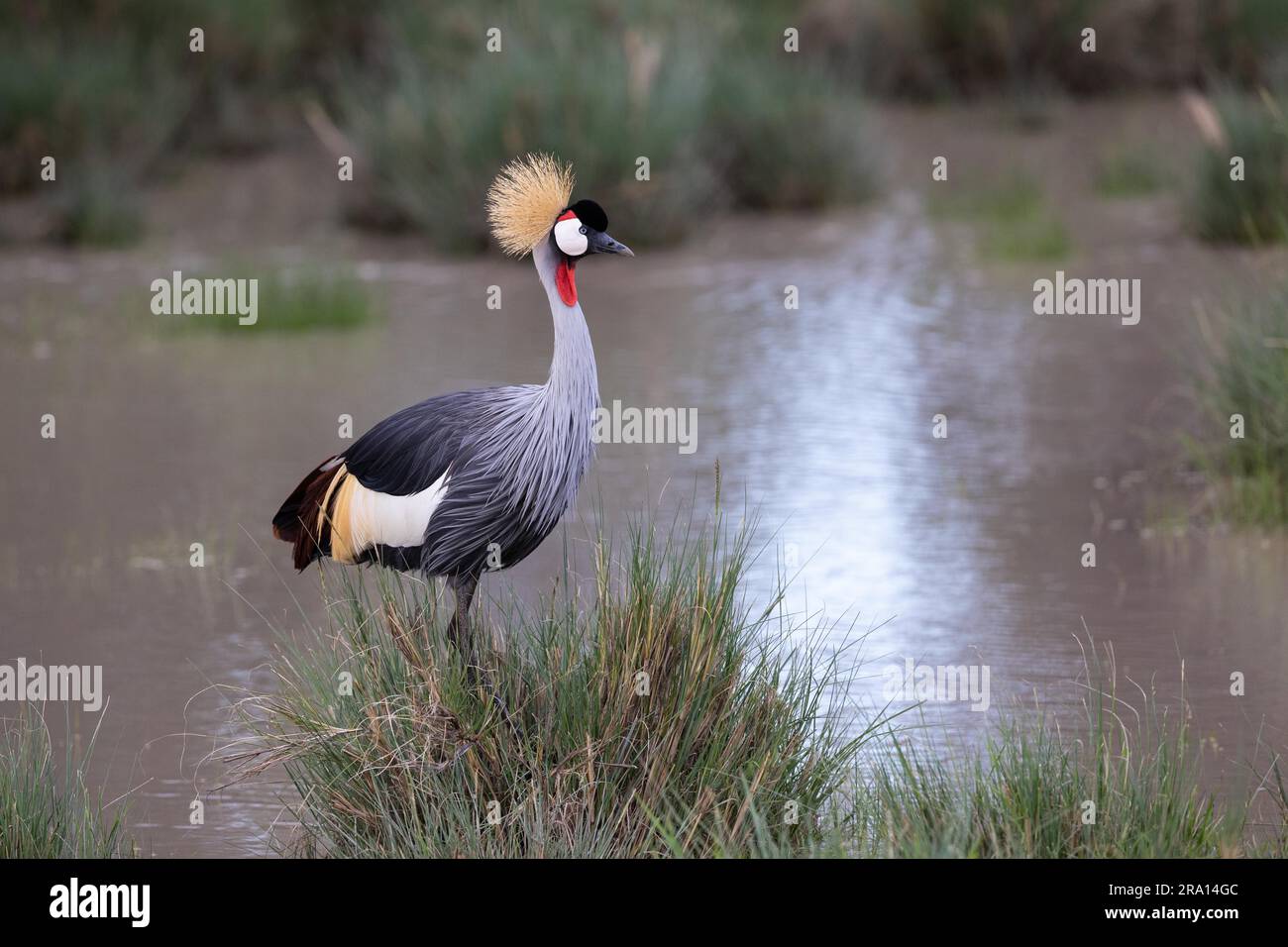Crane standing in water hi-res stock photography and images - Alamy