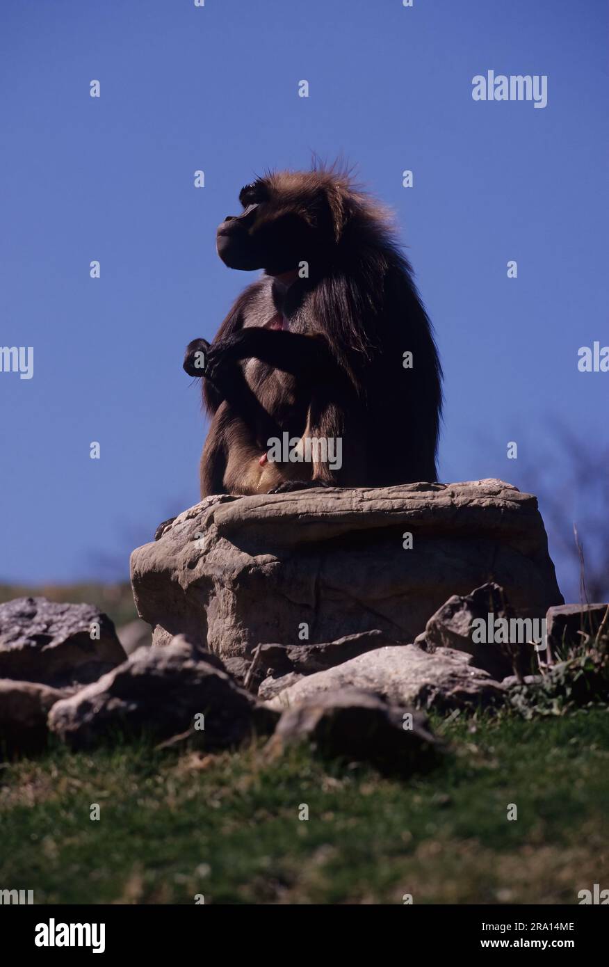 Ethiopian eyes hi-res stock photography and images - Alamy