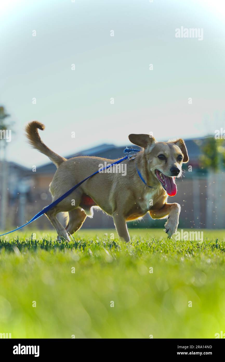 Cute / Happy Dog Playing in A Grass Field Stock Photo - Alamy