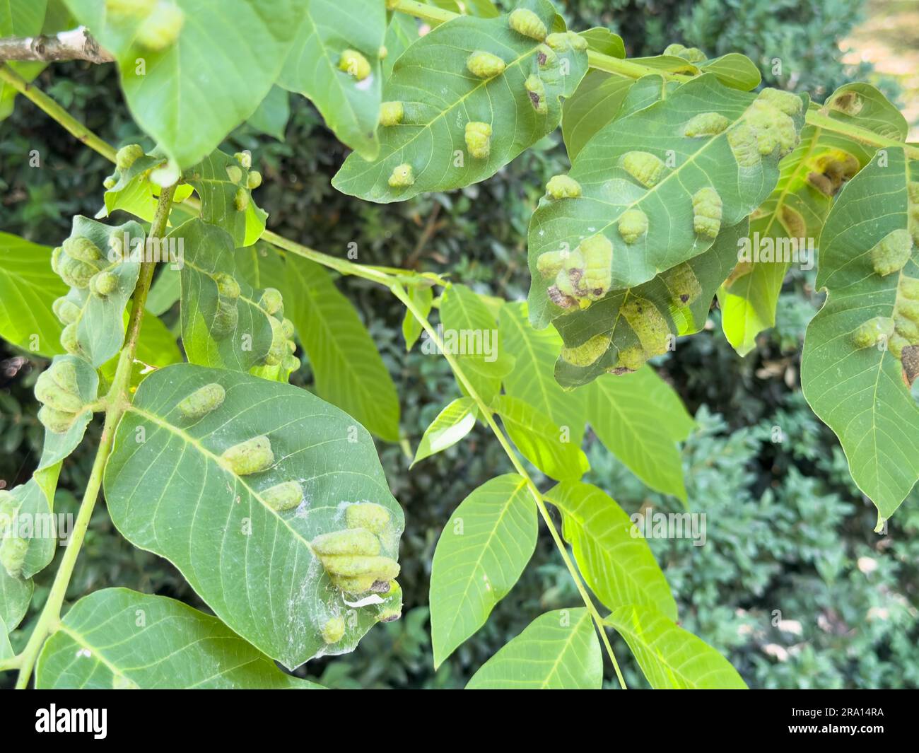 Bacteria atacks trees leaves. Disease of fruit trees. Plant disease ...