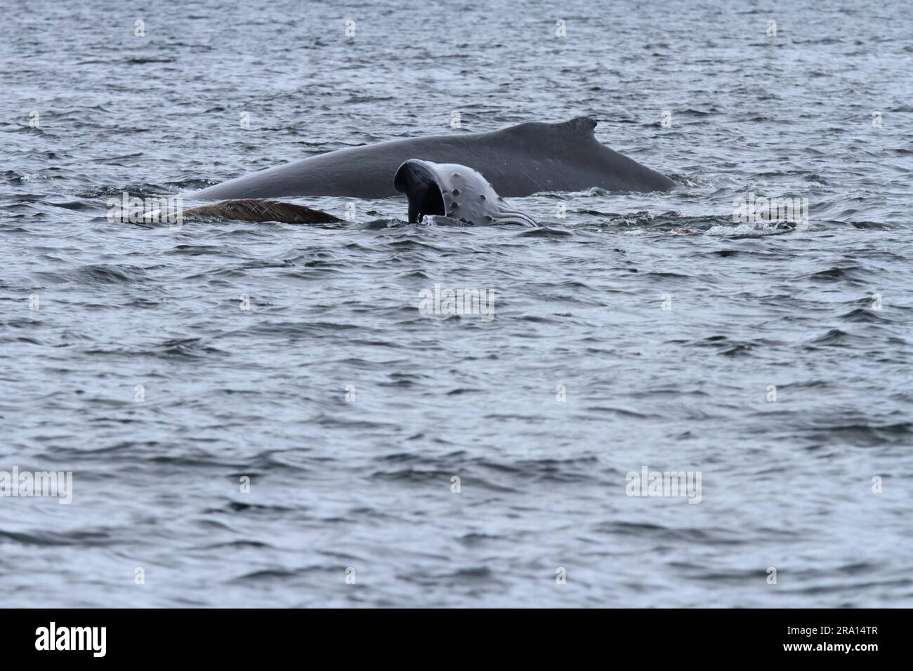 Viewg whales inside passage, Alaska Stock Photo - Alamy