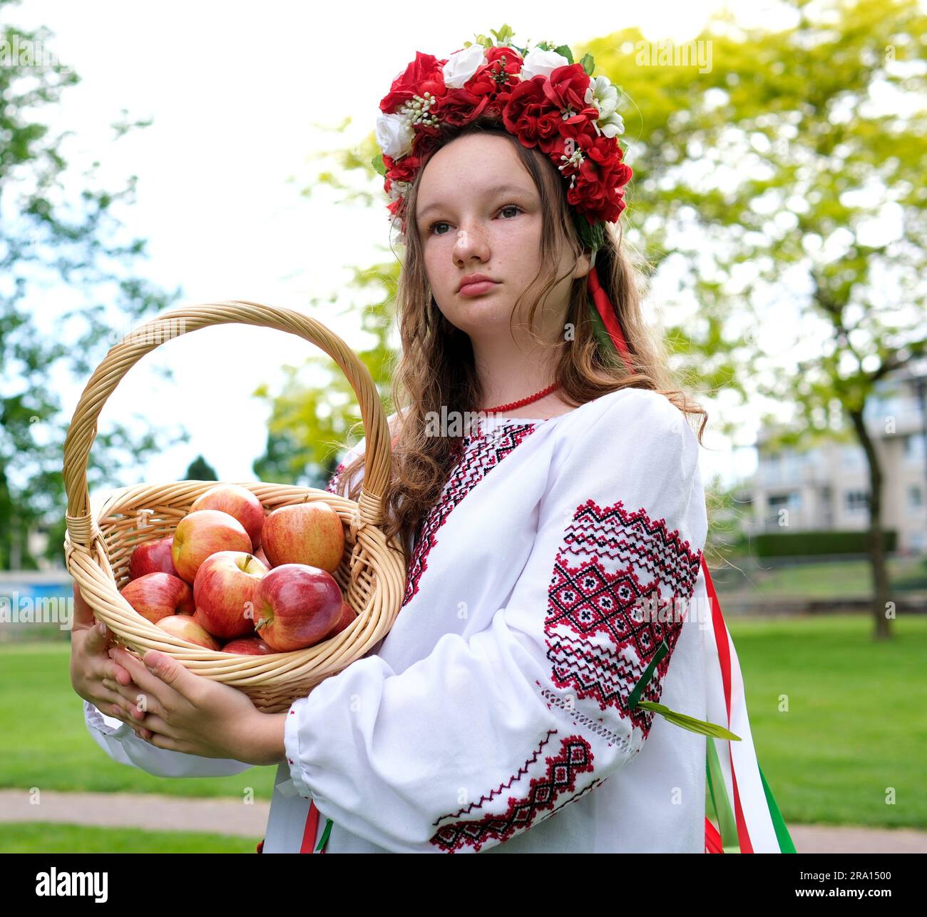A beautiful girl looks through a basket with Rowan berries in her hands ...