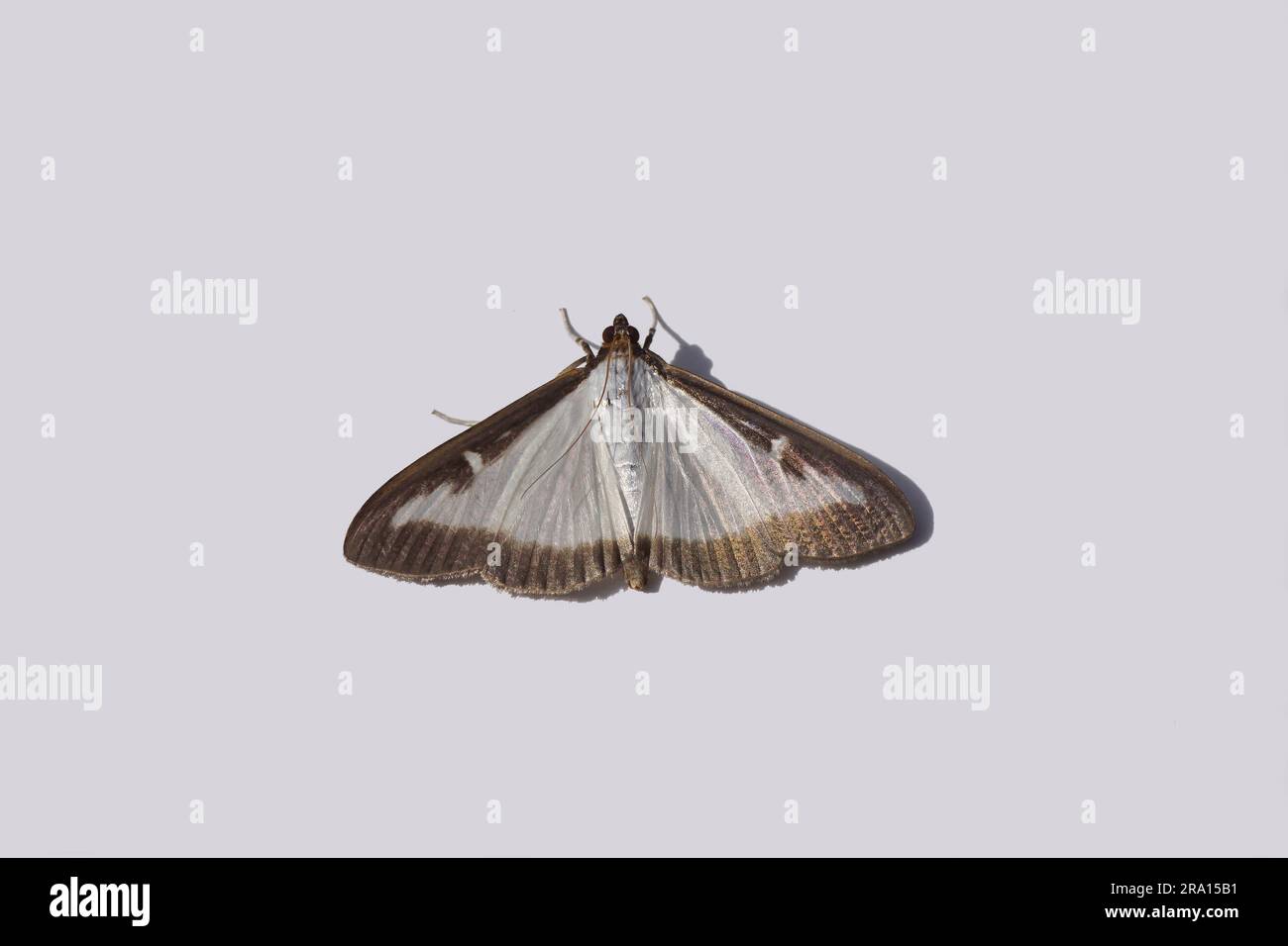 Box tree moth (Cydalima perspectalis), family grass moths (Crambidae ...