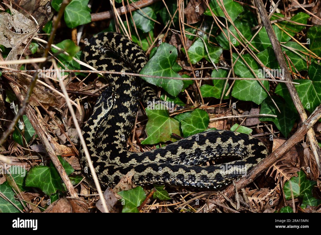 adult adder vipera berus at rest Stock Photo - Alamy