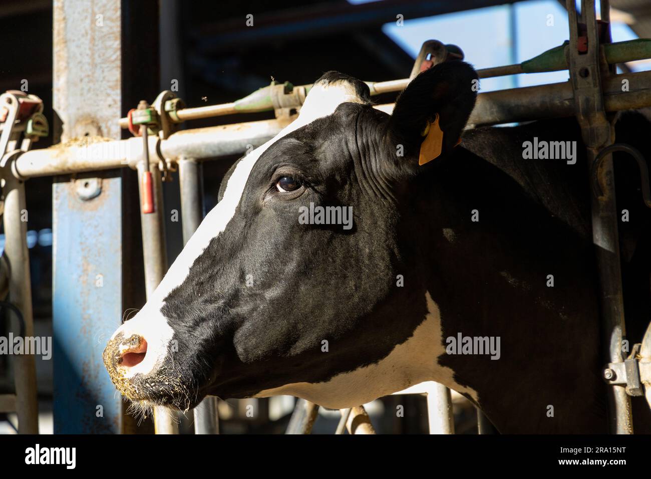 A head close up of Dairy Cow in a barn with feed adhered to mouth and ...