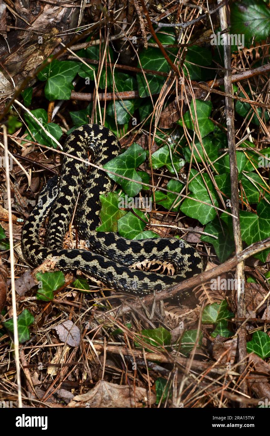 adult adder vipera berus at rest Stock Photo - Alamy