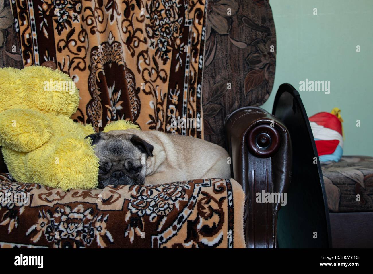 pug dog sleeping on a chair in the room during Stock Photo - Alamy