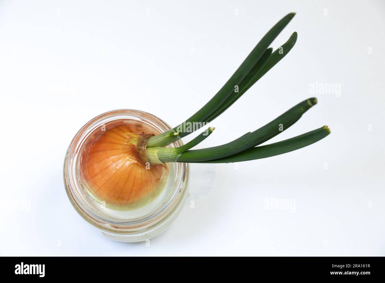 Onion sprouting soil hi-res stock photography and images - Alamy