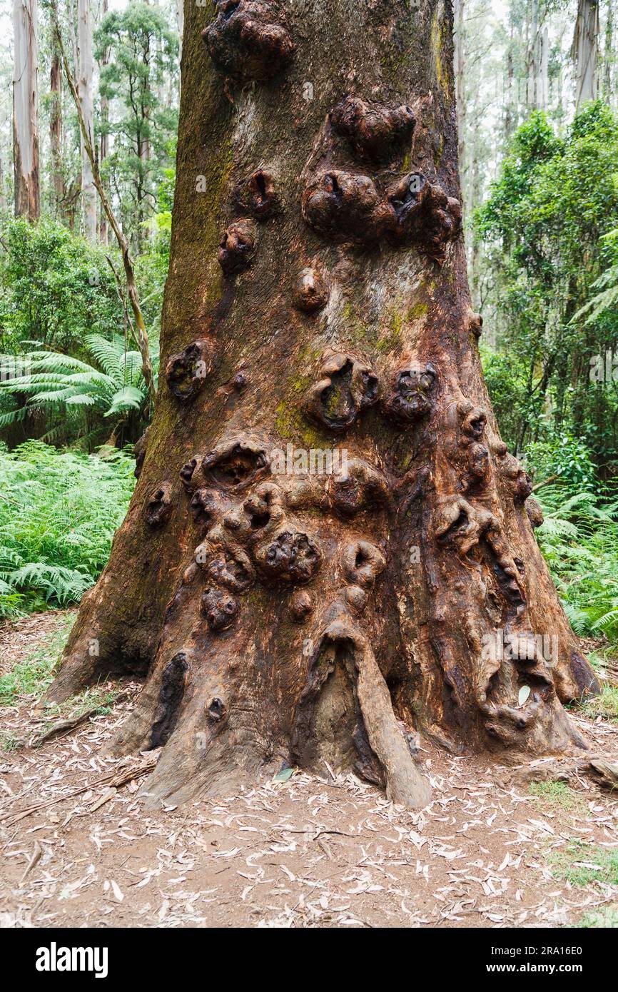 Knobbly tree hi-res stock photography and images - Alamy