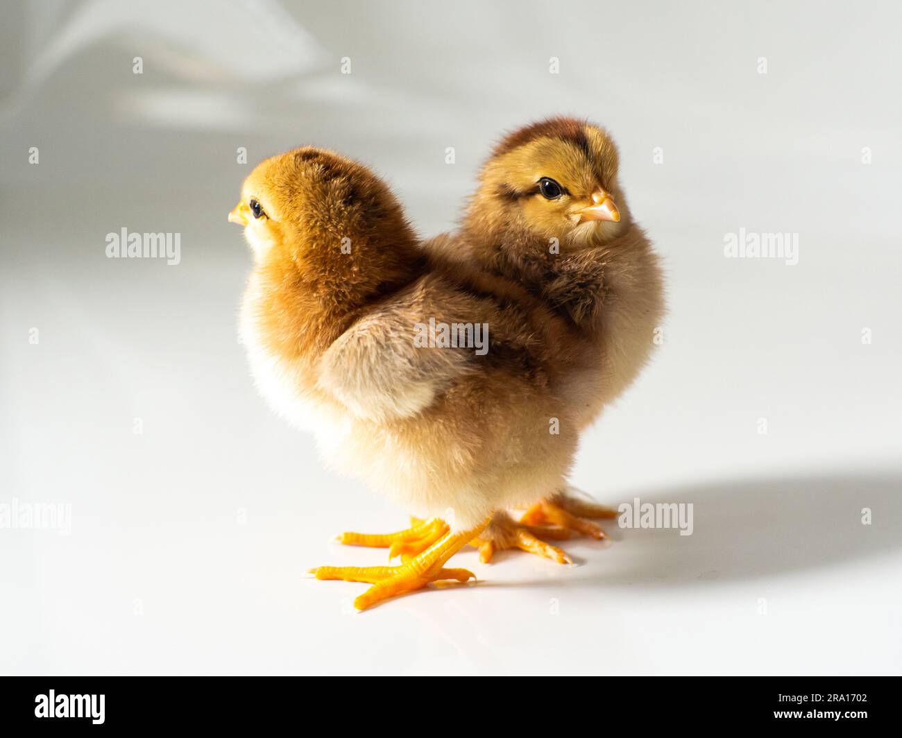 Funny little chickens stand in hi-res stock photography and images - Alamy