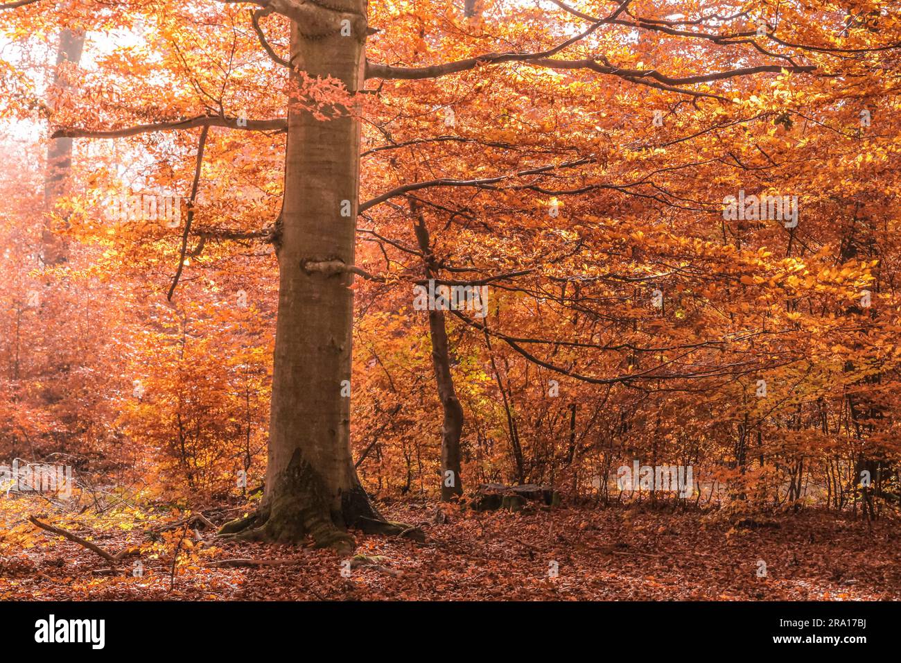 botany, autumnal beech forests in the natural preserve Rheingau-Taunus ...