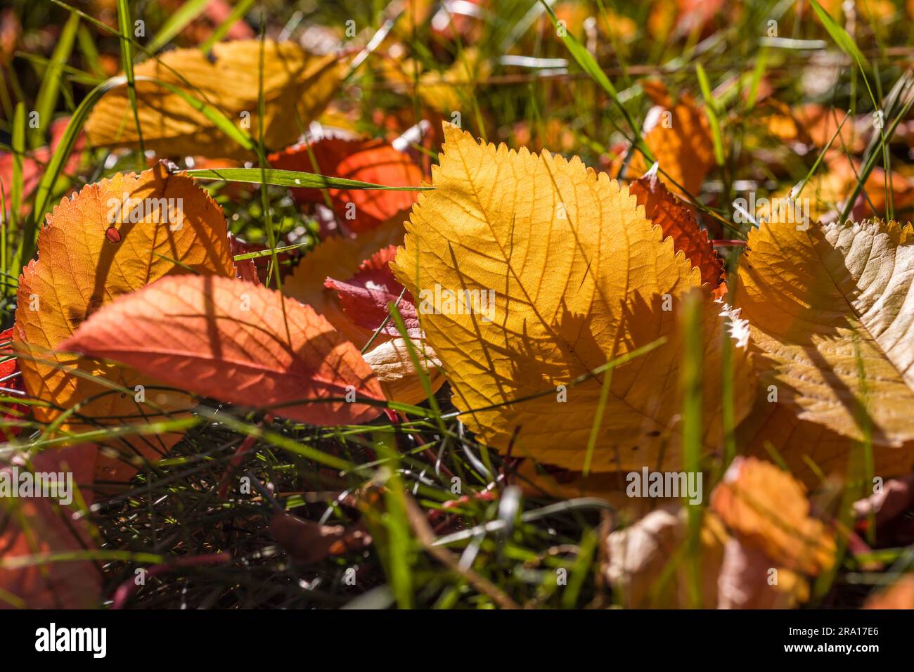 Scattered planting hi-res stock photography and images - Alamy