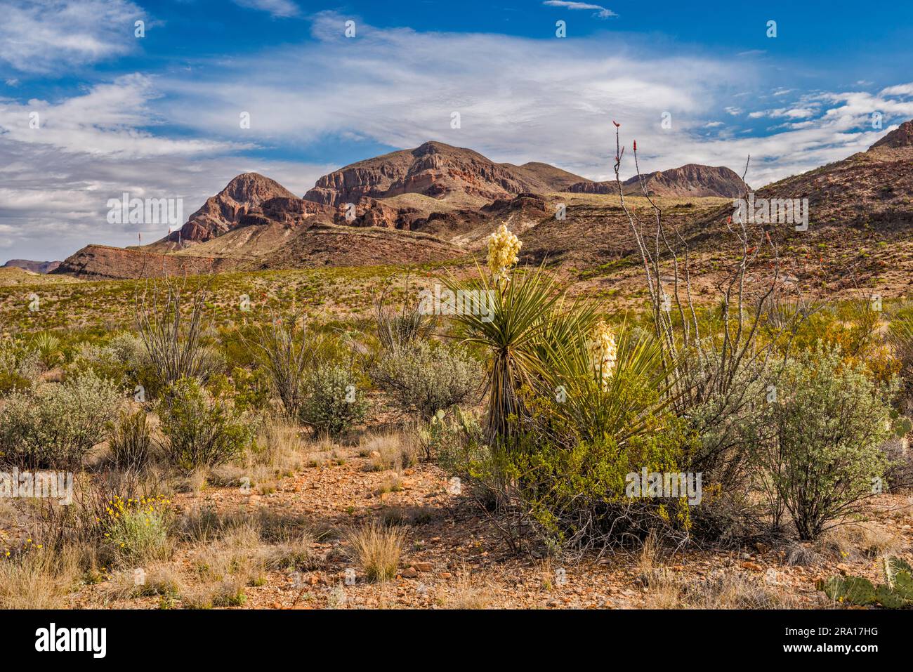 Giant dagger yucca, ocotillo, Goat Mountain in distance, Mule Ear ...