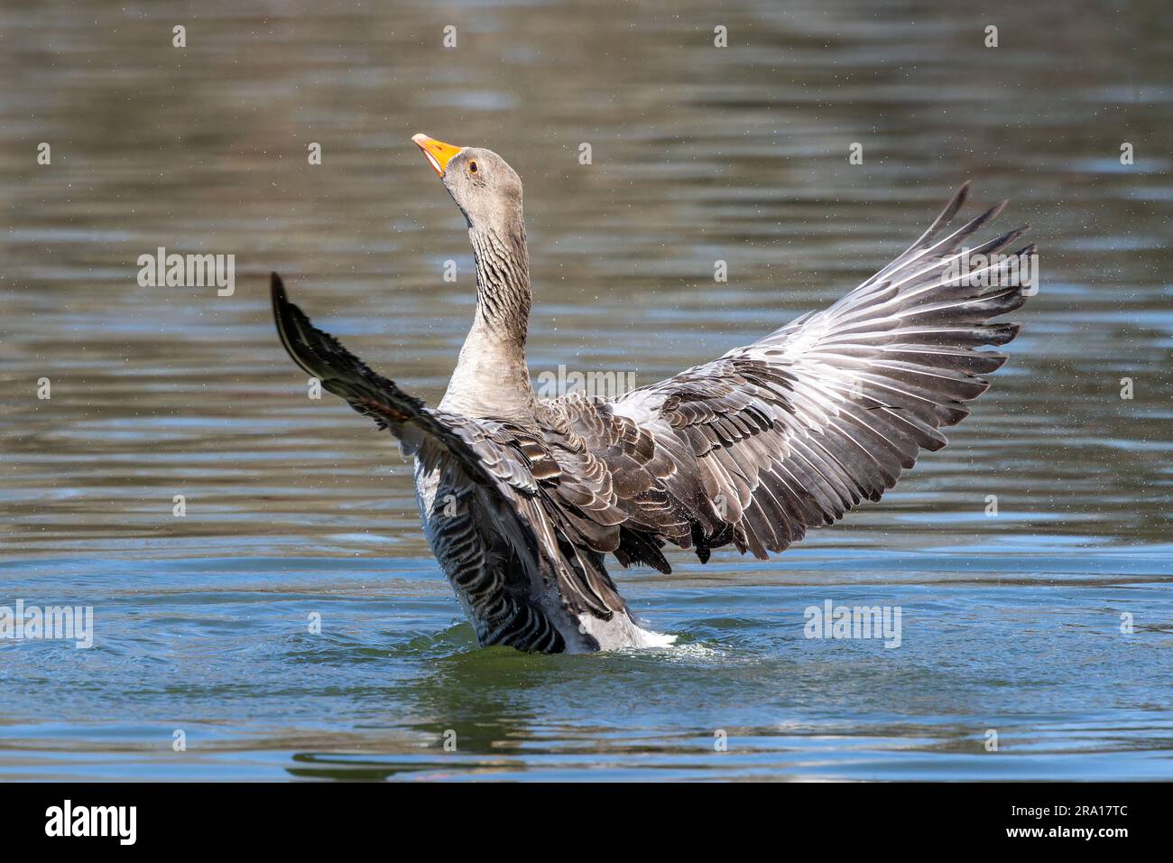 The greylag goose spreading its wings on water. Anser anser is a ...