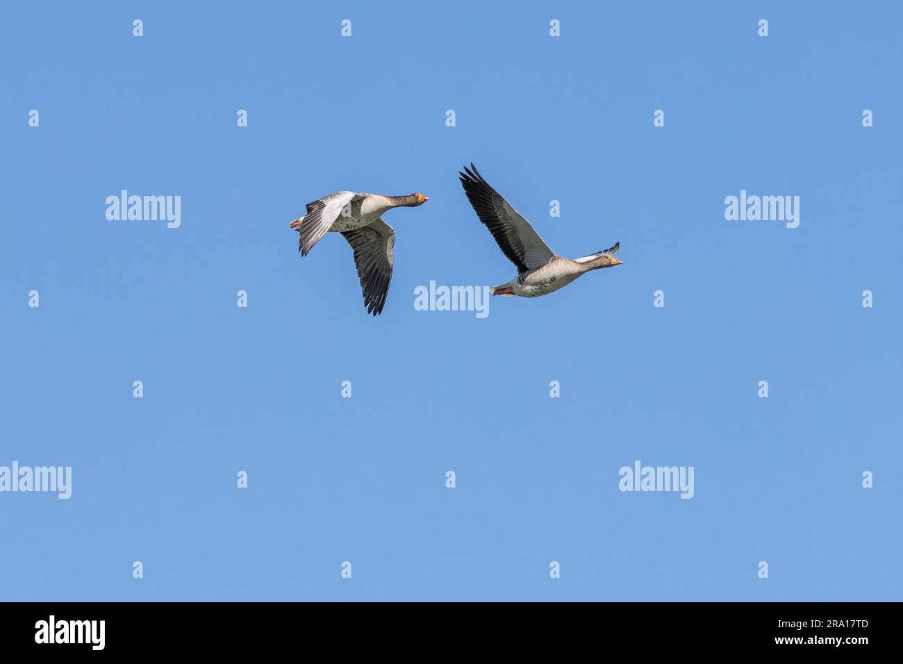 The greylag goose, Anser anser is a species of large goose in the ...